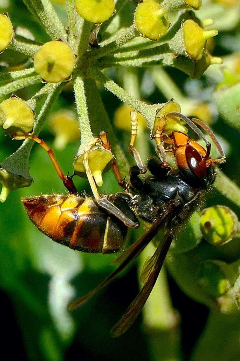Beobachtungen der Asiatischen Hornisse - NABU|naturgucker