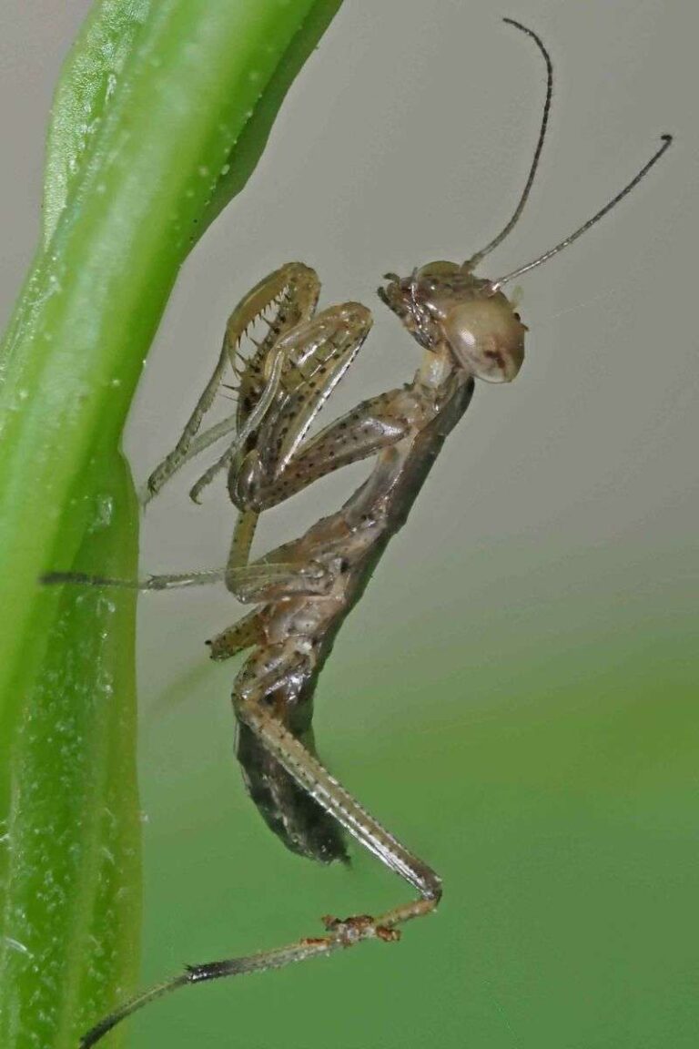 Gottesanbeterin & Co. - NABU|naturgucker